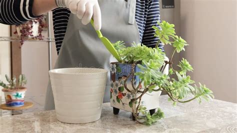Female Put Substrate In Room Pots Planting Succulents At Home Stock