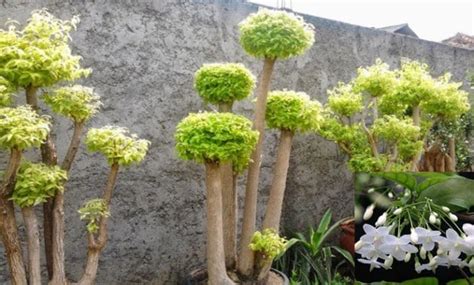 Cara Menanam Budidaya Tanaman Anting Putri Sebagai Tanaman Hias Di