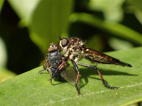 Robber Fly