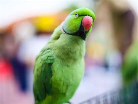 Bird Tilting Head Back 1 Reason Why What To Do Critter Clean Out