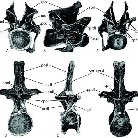3 Cranial Anatomy Of The Diplodocoid Sauropod Diplodocus In Dorsal A