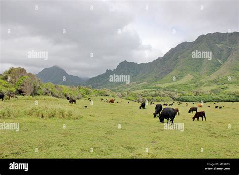 Cattle In The Kaaawa Valley On The Island Of Oahu Hawaii Just Outside