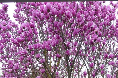Flowering Tree Tulip Tree Anne Of Green Gardens