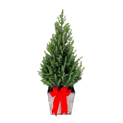 11 In Holiday Dwarf Alberta Spruce Live Shrub In Decorative Walnut Square Pot And Bright Red