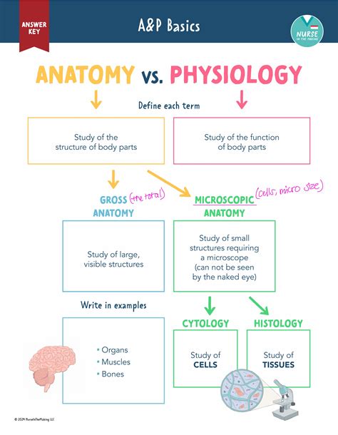 Anatomy Vs Physiology Key Differences Functions And Examples