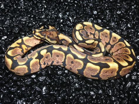 Morph List World Of Ball Pythons Morph List World Of Ball Pythons