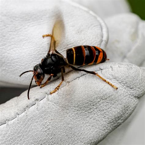 Black And Yellow Hornet Differences Between Wasp And Hornets Best Bee
