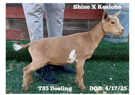 Registered Nigerian Dwarf Goats Does