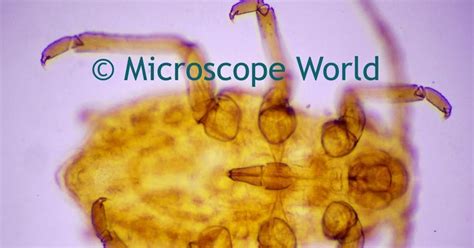 Step By Step Guide Prepare Wet And Dry Mount Microscope Slides