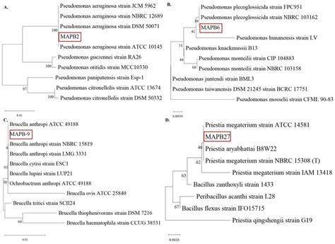 phylogenetic tree by maximum likelihood method and kimura 2 parameter