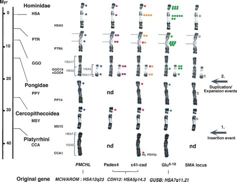 Summary Of The In Situ Hybridization Results Of The Gene Derived