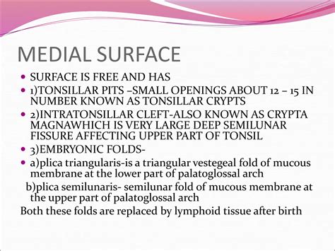 Anatomy Of Tonsil Ppt