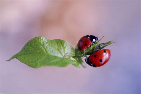 48461 Ladybug Hd Insect Macro Rare Gallery Hd Wallpapers