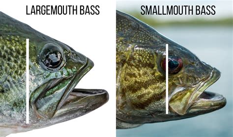 Largemouth Bass Vs Smallmouth Outdoor Life