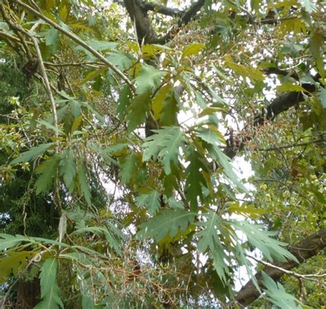 Bocconia Arborea