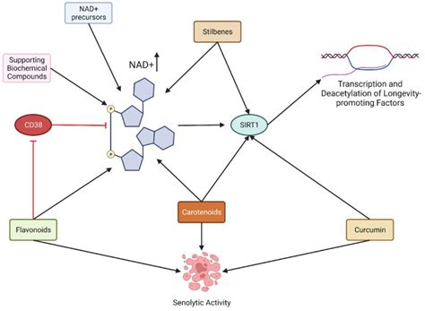 Potential Synergistic Supplementation Of Nad Promoting Compounds As A Strategy For Increasing