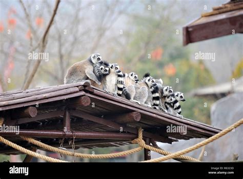 Qingdao Qingdao China 3rd Dec 2018 Qingdao China Adorable Lemurs