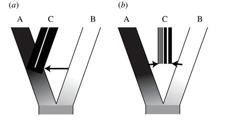Two Possible Routes To Hybrid Speciation A Hybrid Trait Speciation
