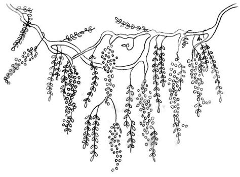Embroidery Patterns Vintage Hand Embroidery Hand Embroidery Designs