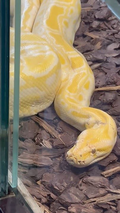 Indian Python 🐍burmese Pythons Pythonsnakeindianpythonshortszoo