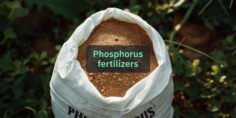 Important Things To Know About Phosphates In Fertilizer