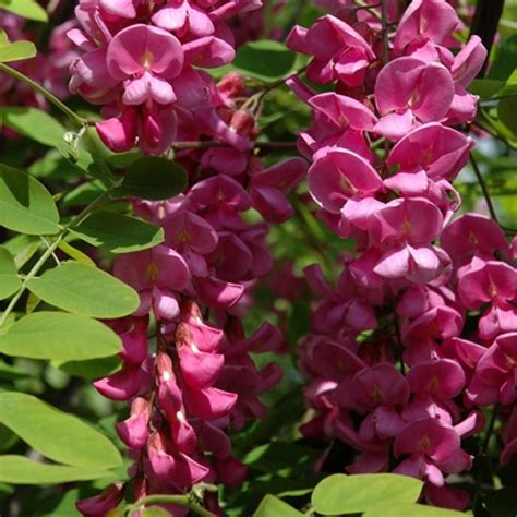 Purple Robe Locust Ted Lare Design And Build