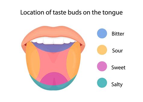 Taste Buds Of The Tongue Sour Sweet Bitter Salty And Umami Taste