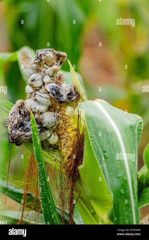 Close Up View Of A Corn Smut Plant Disease Caused By Pathogenic