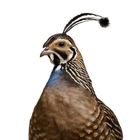 Quail With Its Distinctive Plume On The Head Isolated On White