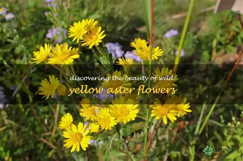 Discovering The Beauty Of Wild Yellow Aster Flowers Shuncy