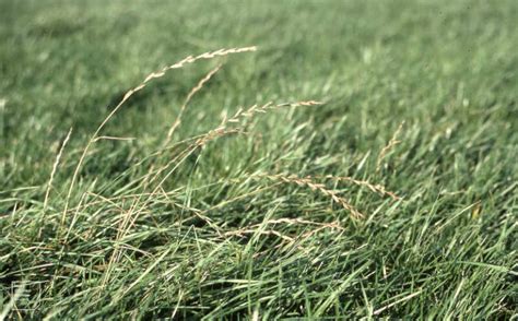Best Grass Seed For Wisconsin