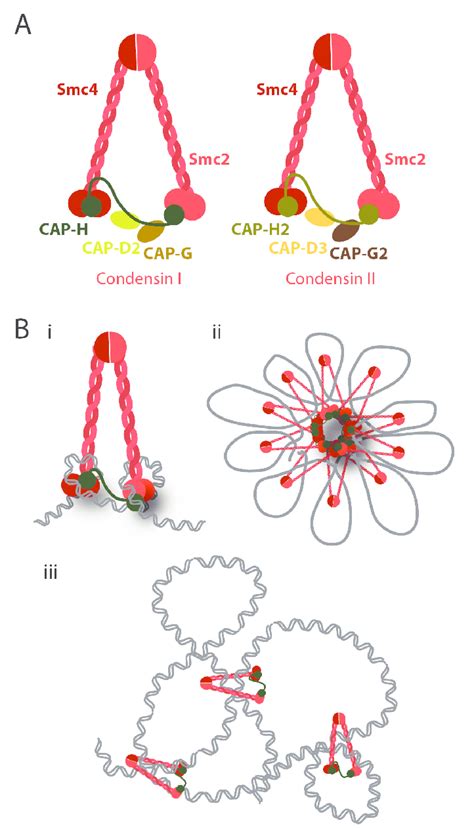 Condensin Complexes A Schematic Representation Of The Structure Of