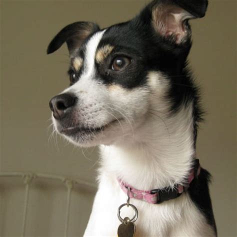 Rat Terrier Breeders In California With Puppies For Sale Puppyhero