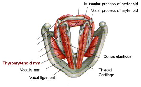 Anatomy Of The Arytenoid Cartilage
