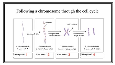 Cell Cycle Flashcards Quizlet