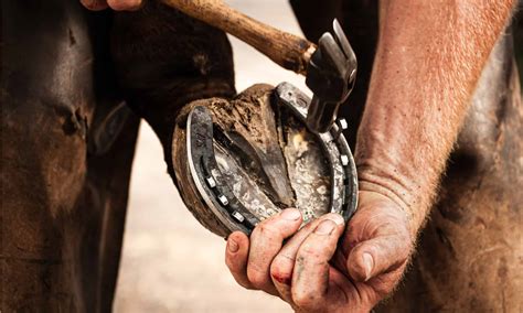 Why Do Horses Need Horseshoes A Z Animals