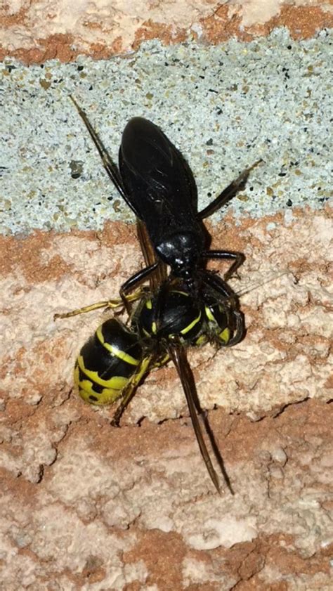 Assassin Bug Vs Wasp Rnatureismetal