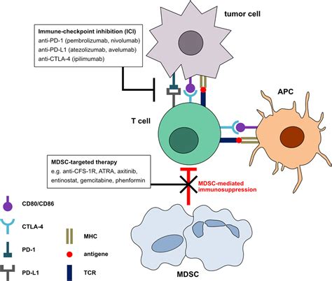 Frontiers Myeloid Derived Suppressor Cells Hinder The Anti Cancer Activity Of Immune