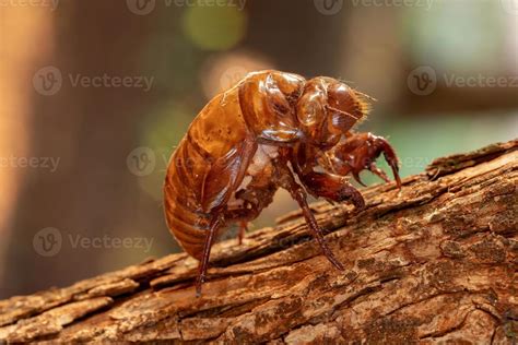Exuvia De Cigarra Típica 3774839 Foto De Stock En Vecteezy