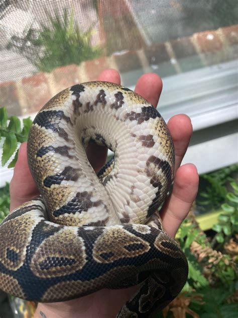 Morph Id Pet Store Normal Ball Pythons Morphmarket Reptile Community