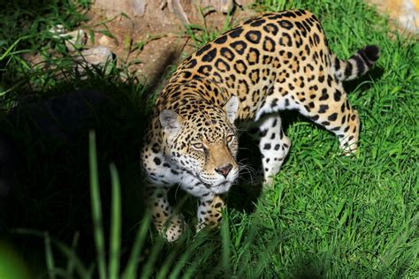 Ocelotes Pumas Y Jaguares En Carrera Por No Desaparecer Efe Verde