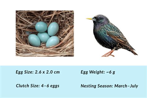 Bird Nesting Habits By Species Fascinating Facts Explained Simply