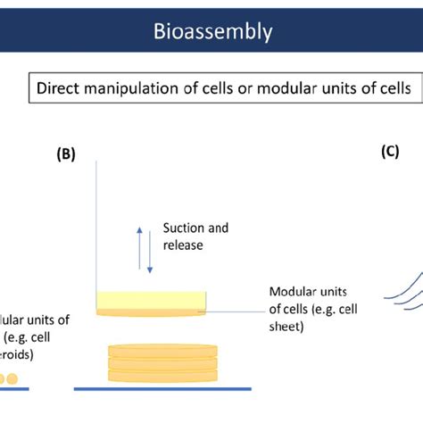 Vat Polymerization A Stereolithography B Digital Light Processing Download Scientific