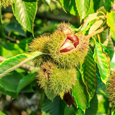 Chestnuts Tree