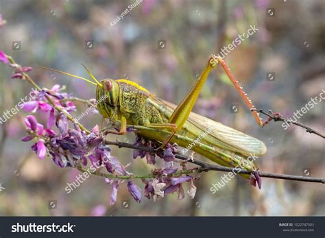 Standing Grasshopper Locust Over 591 Royalty Free Licensable Stock