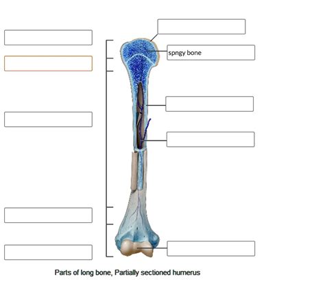 Label Parts Of The Bone Spongy Bone Parts Of A Long Bone Partially