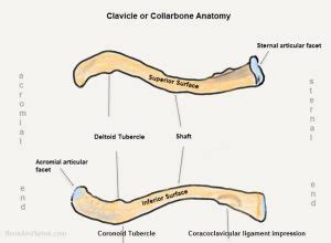 Clavicle Anatomy And Attachments Bone And Spine