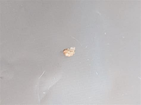 What Insect Shell Is This I Found It Under My Bed R Insect