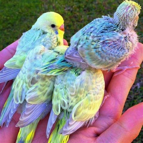 What Is A Rainbow Budgie At Madison Sheldon Blog