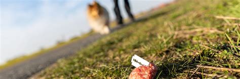 Esche E Bocconi Avvelenati Prorogato Il Divieto Di Detenzione E Uso